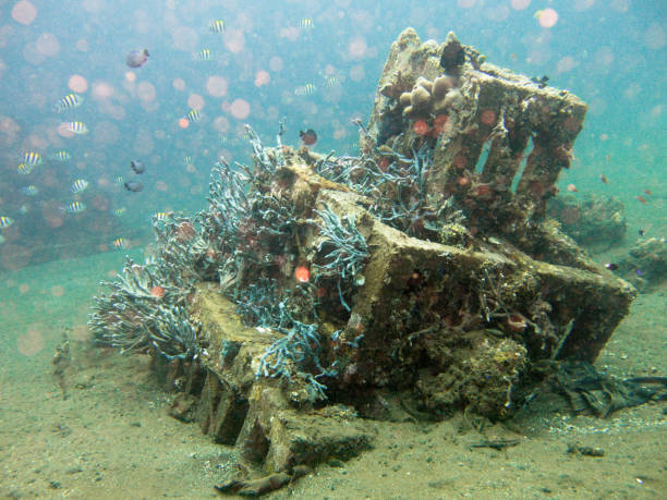 This Is How Artificial Reefs Promote Marine Biodiversity and Why It Ma ...