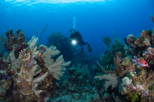 Scuba Diving Lights That Will Change the Way You Dive—Find the Perfect ...