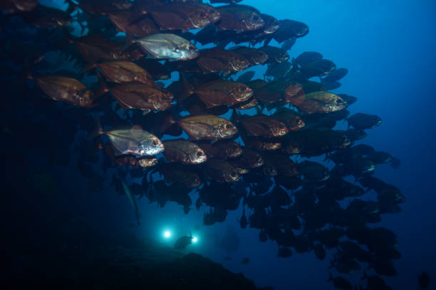 Underwater Strobe Lights Explained: Which One Is Right for You? – The ...
